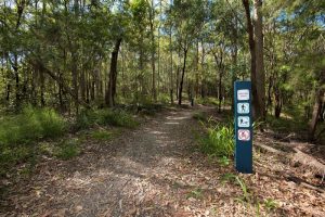Popular Toohey Forest Walking Tracks to Reconnect with Nature ...
